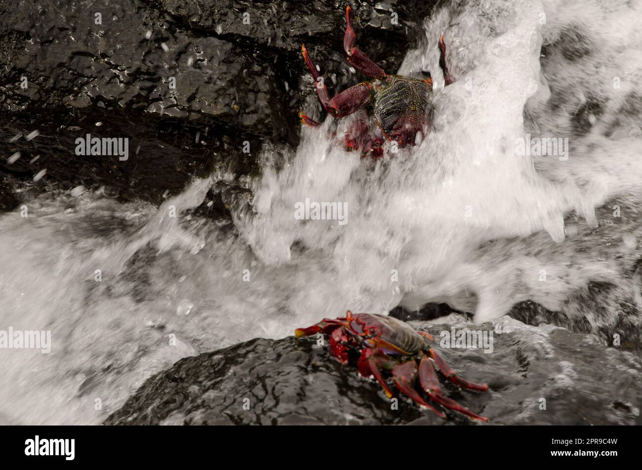 Crab bathed by a wave Stock Photo - Alamy