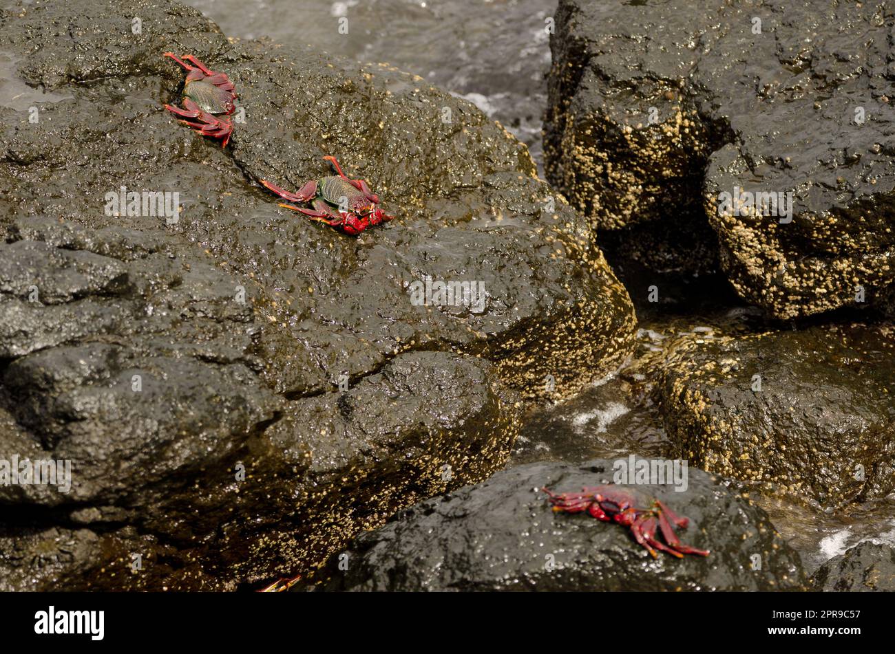 Crabs on a rocky cliff Stock Photo - Alamy