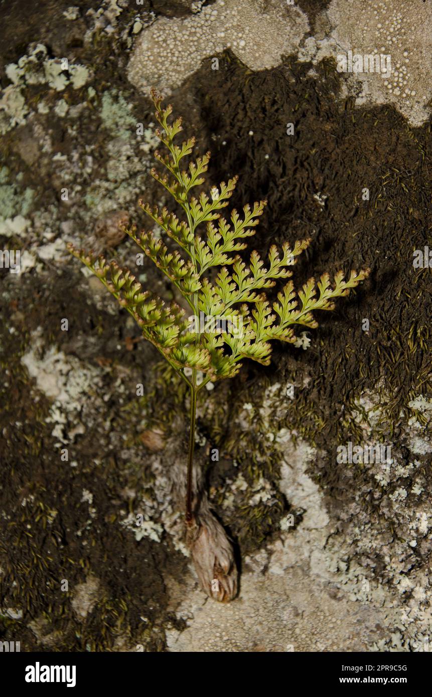 Hare's-foot fern Davallia canariensis Stock Photo - Alamy