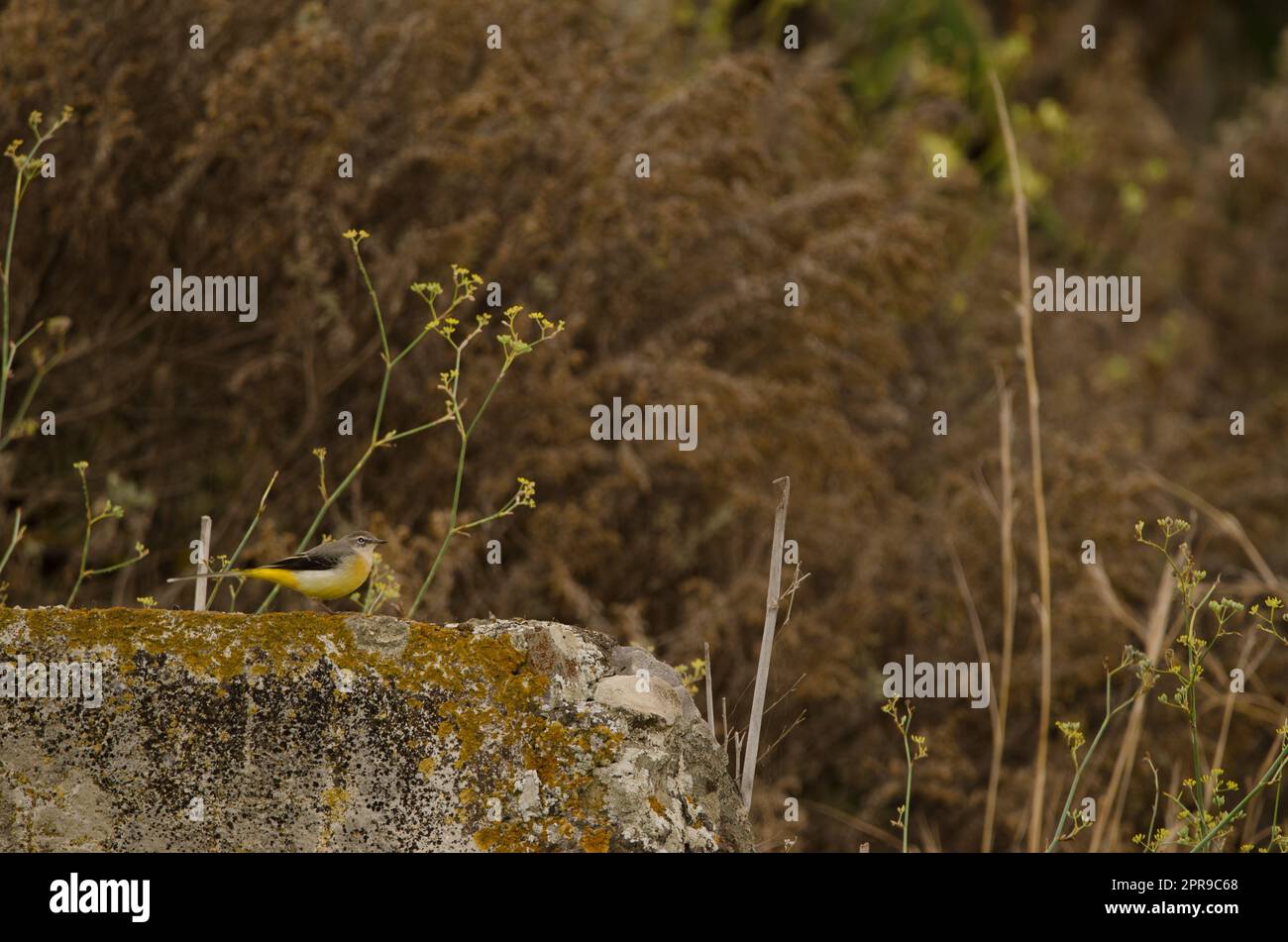 Motacilla cinerea canariensis hi-res stock photography and images - Alamy