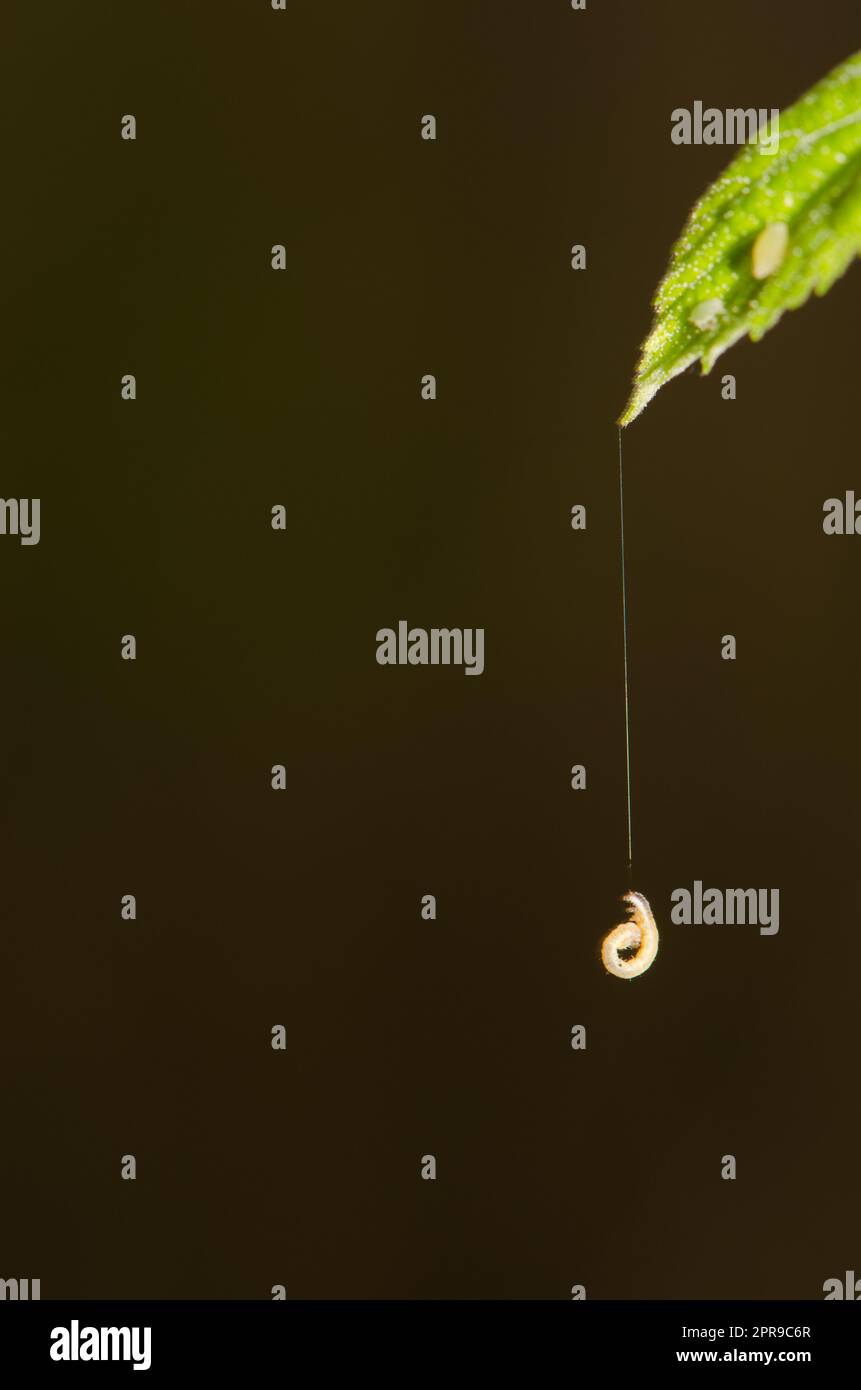 Caterpillar hanging from a leaf by its silk thread Stock Photo - Alamy