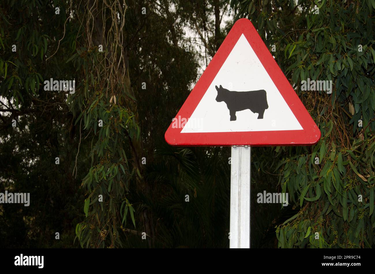 Cattle crossing traffic signal Stock Photo - Alamy