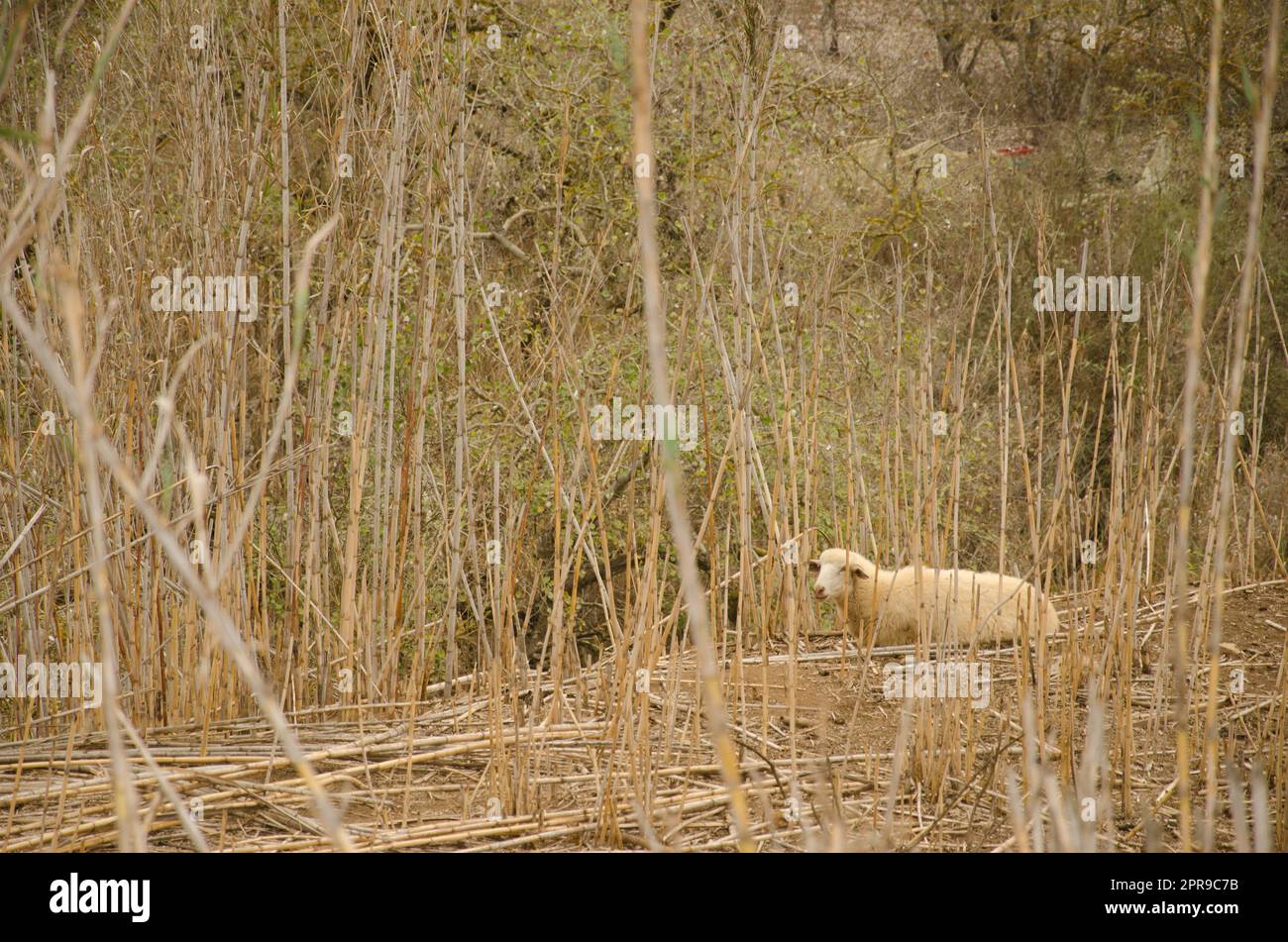 Sheep resting in a reed bed Stock Photo - Alamy