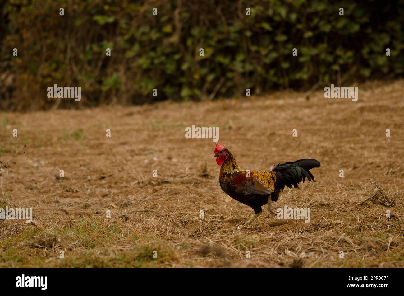 Rooster digging in the ground to find food Stock Photo - Alamy