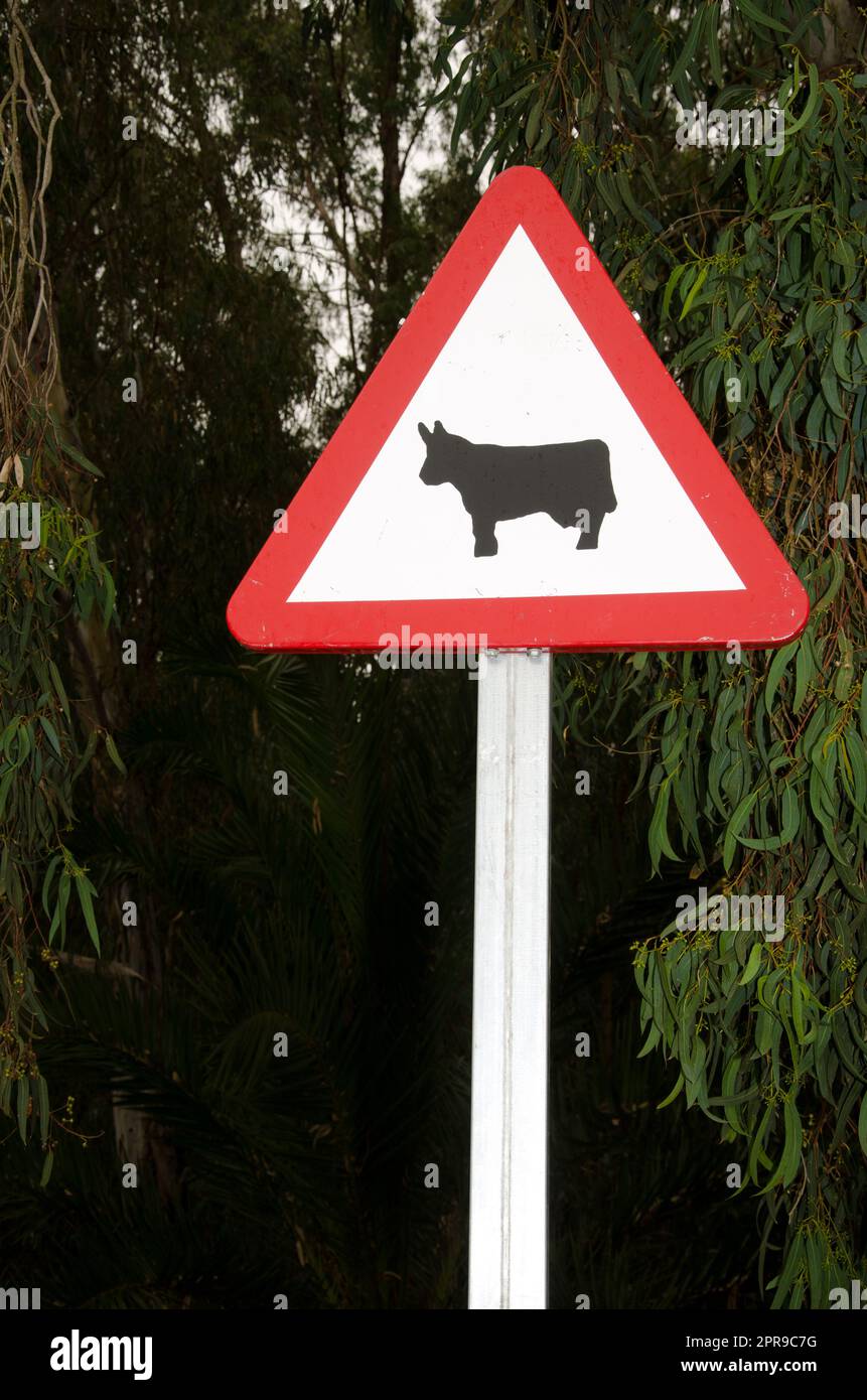 Cattle crossing traffic signal Stock Photo - Alamy