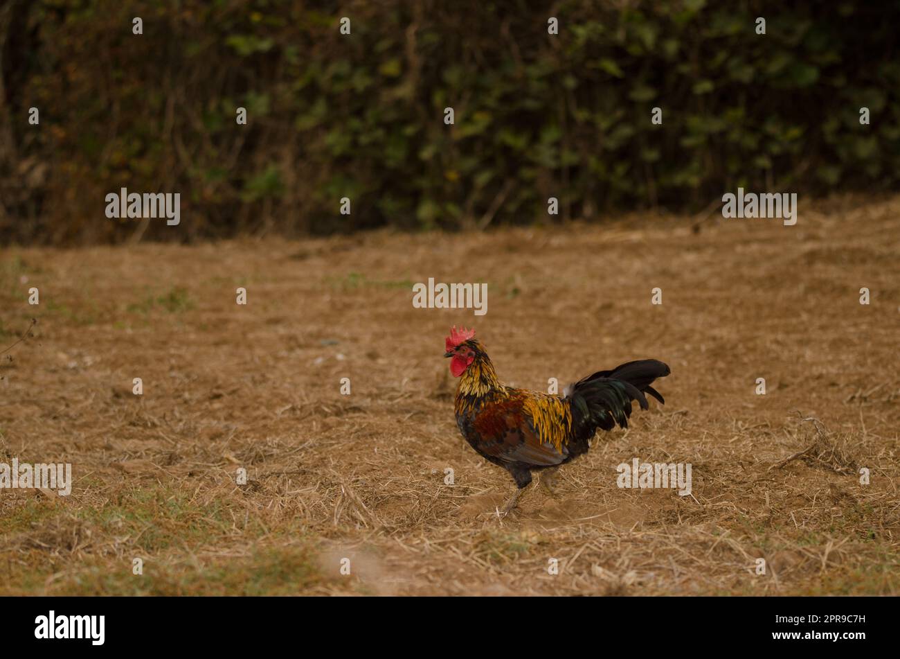 Rooster digging in the ground to find food Stock Photo - Alamy