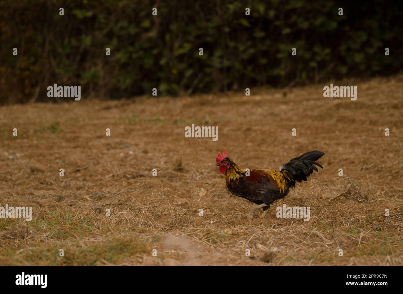 Rooster digging in the ground to find food Stock Photo - Alamy