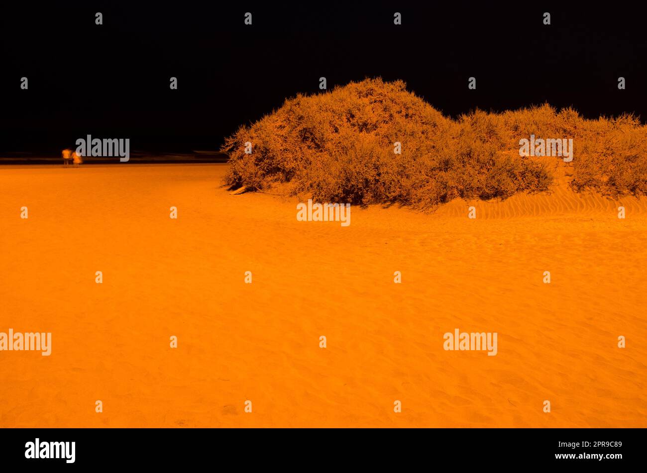 Shrubs Traganum moquinii and couple walking at night Stock Photo - Alamy