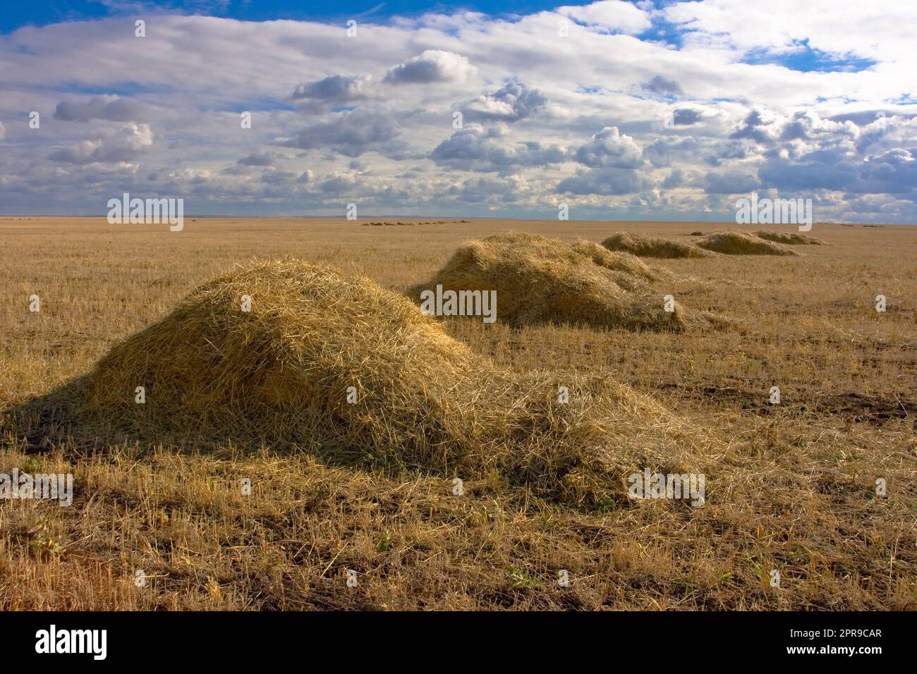 Beautiful landscape park. Tourism, hobby. Hay in stacks and blue sky ...