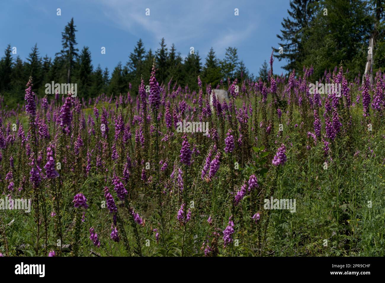 Digitalis flower near the forest in the area Rothaargebirge Stock Photo ...