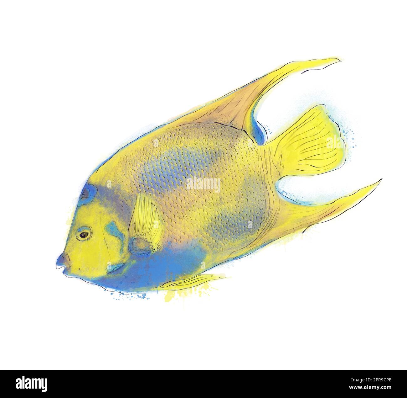 Queen Angelfish Drawing