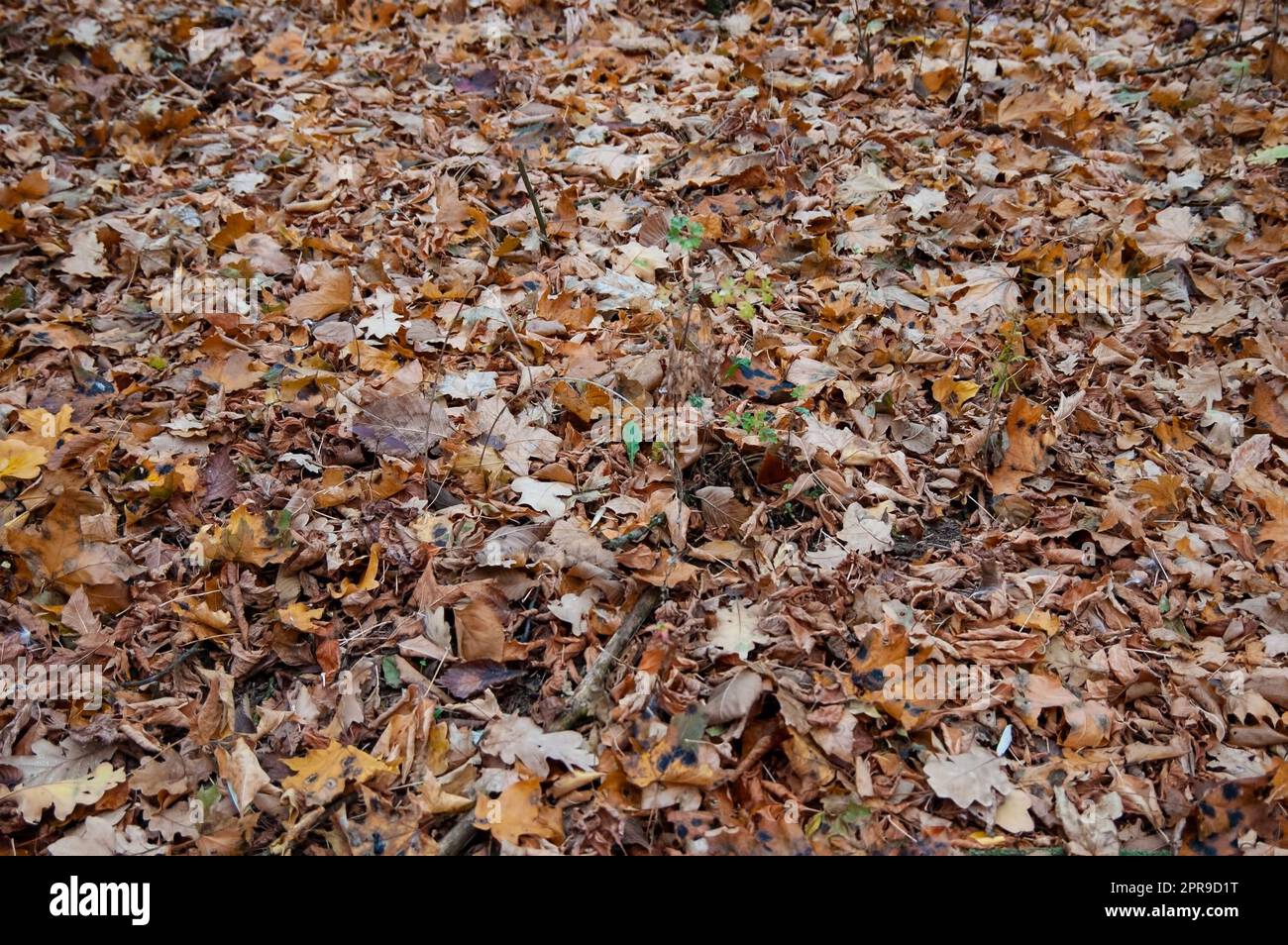 Ground cover of leaves hi-res stock photography and images - Alamy