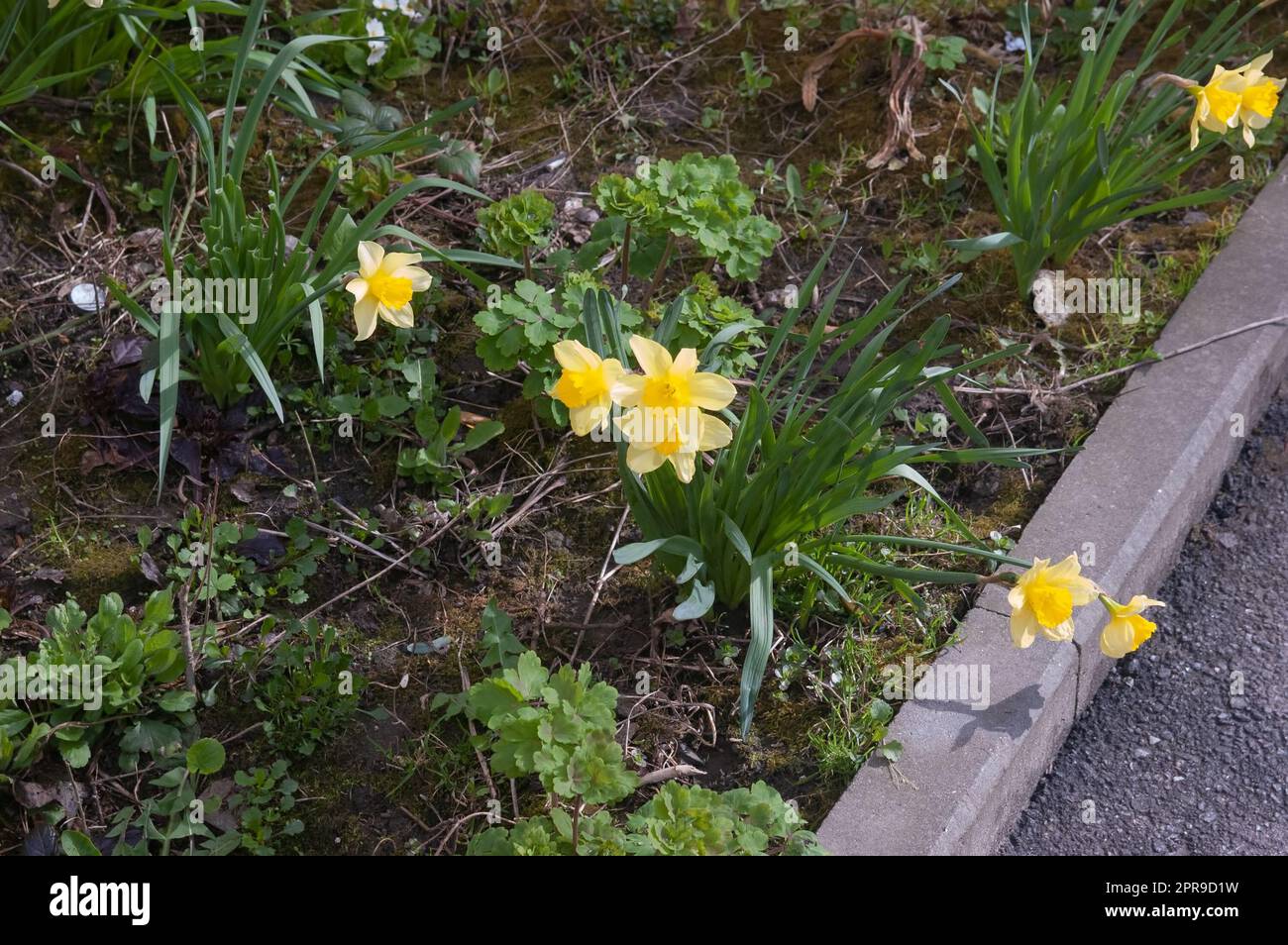 Spring background: yellow daffodils in a flowerbed Stock Photo - Alamy