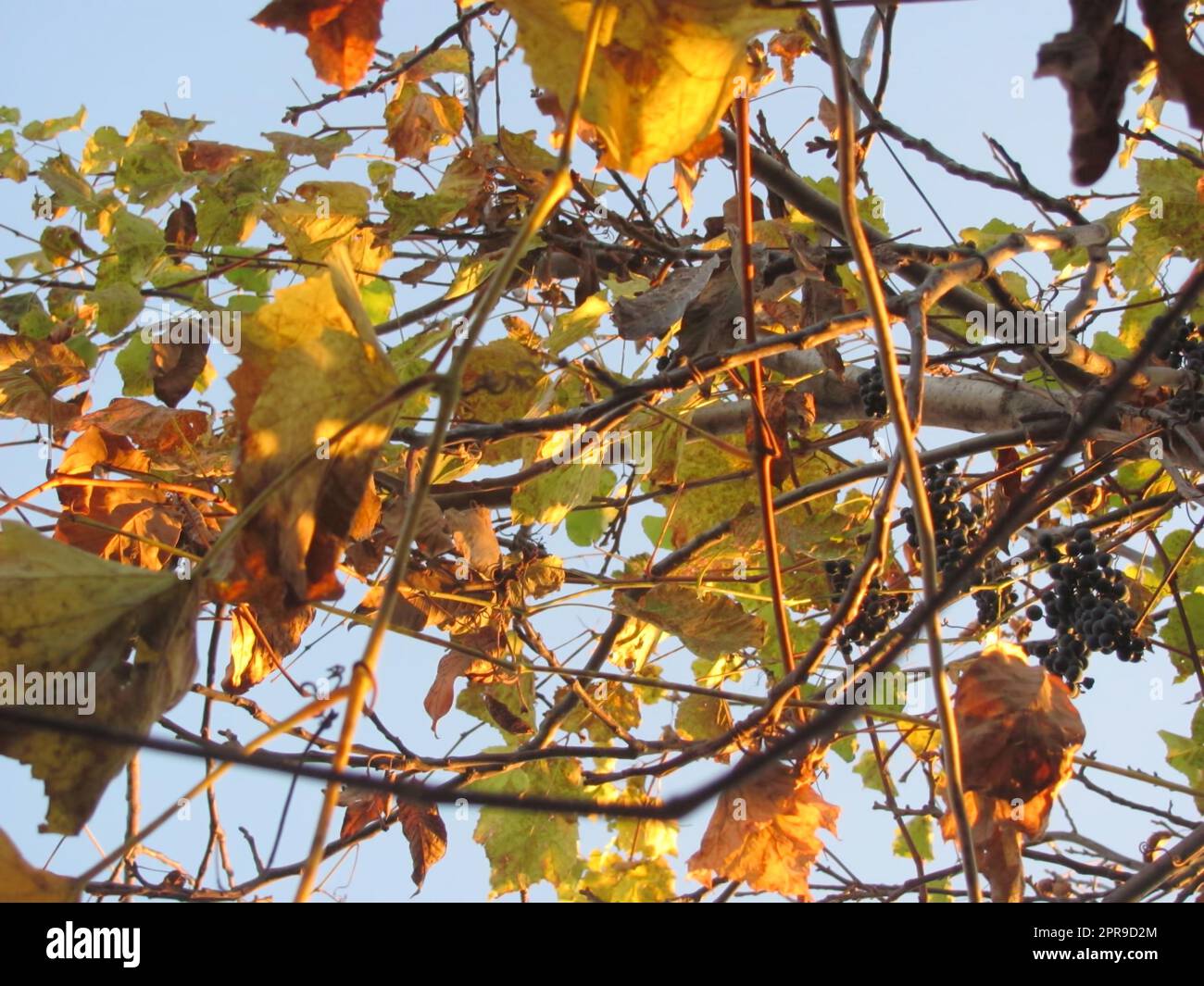 Vines with leaves and berries wind around the branches of the tree ...