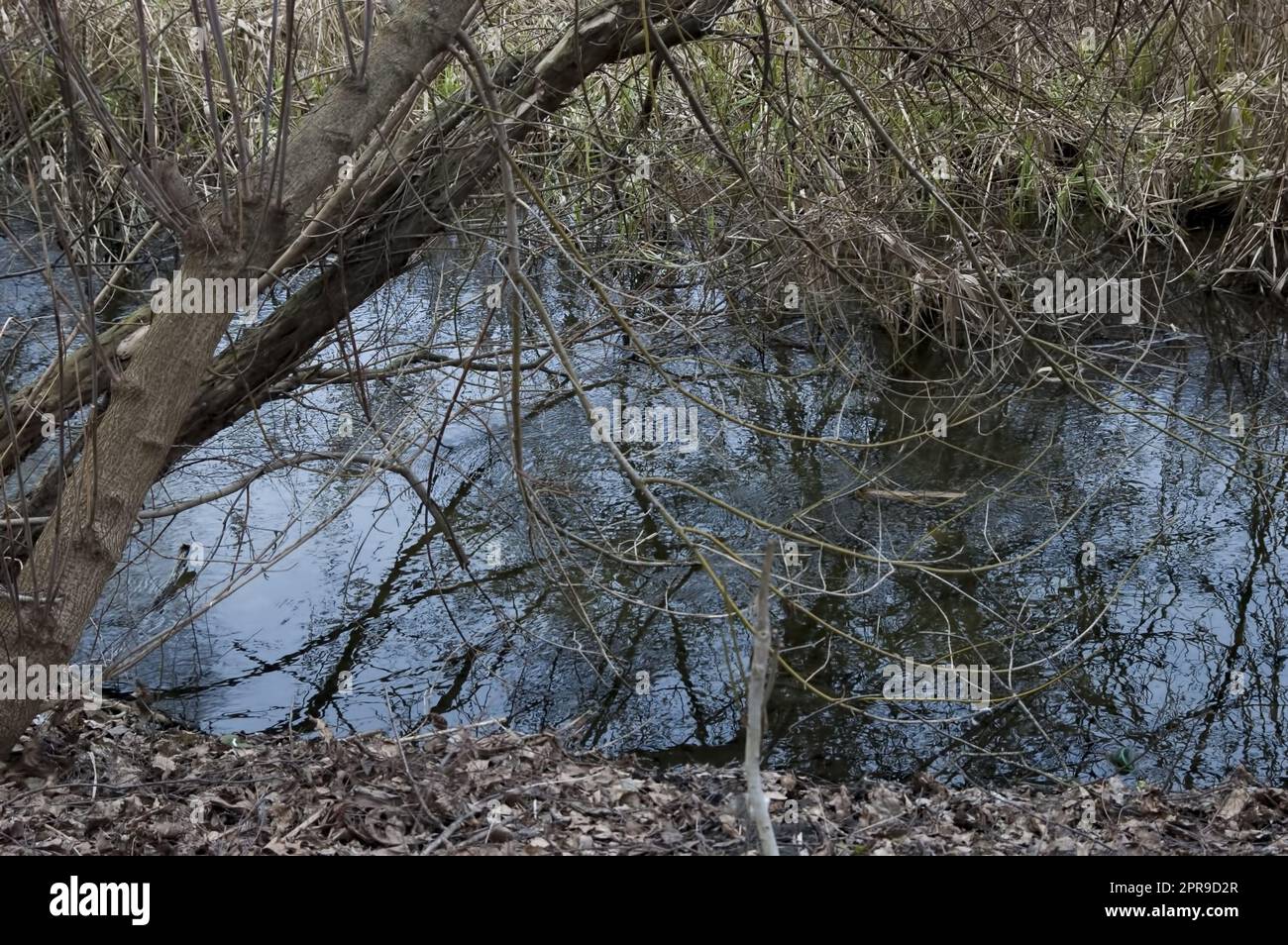 The river flowing through the woods in early spring reflects the blue ...