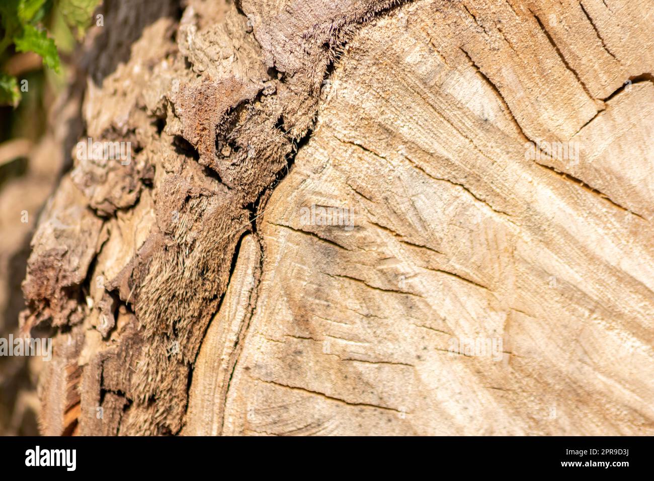 Natural figure of organic wooden grain shows tree details of hardwood ...