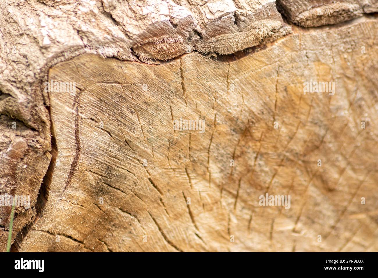Natural figure of organic wooden grain shows tree details of hardwood ...