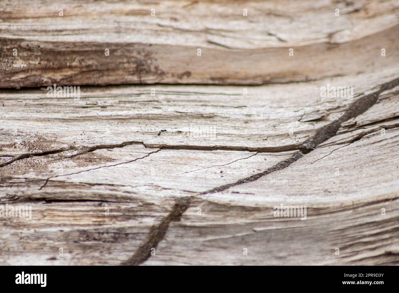 Natural figure of organic wooden grain shows tree details of hardwood ...