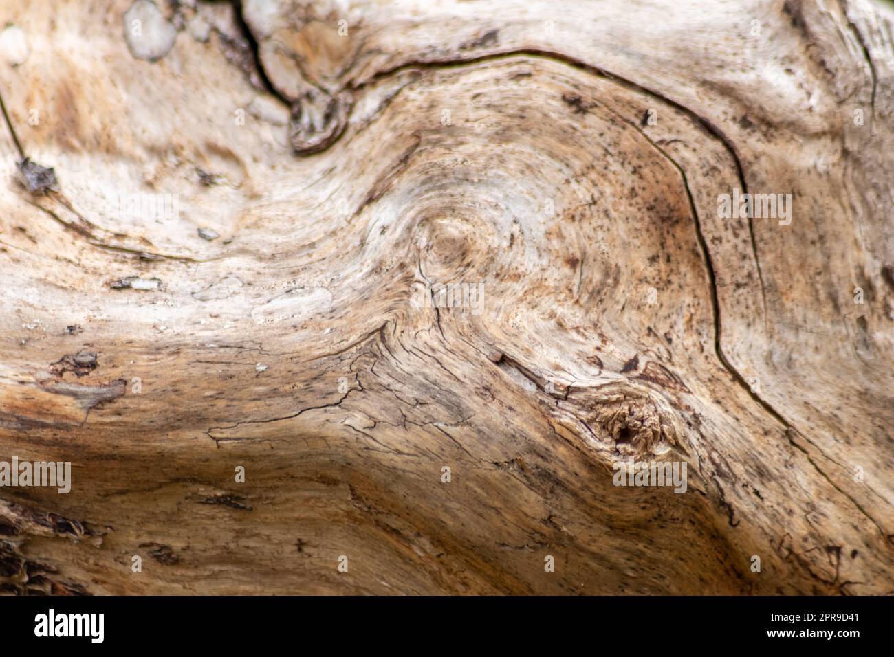Natural figure of organic wooden grain shows tree details of hardwood ...