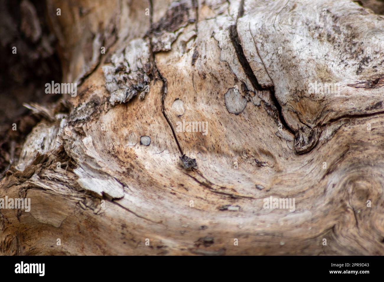 Natural figure of organic wooden grain shows tree details of hardwood ...