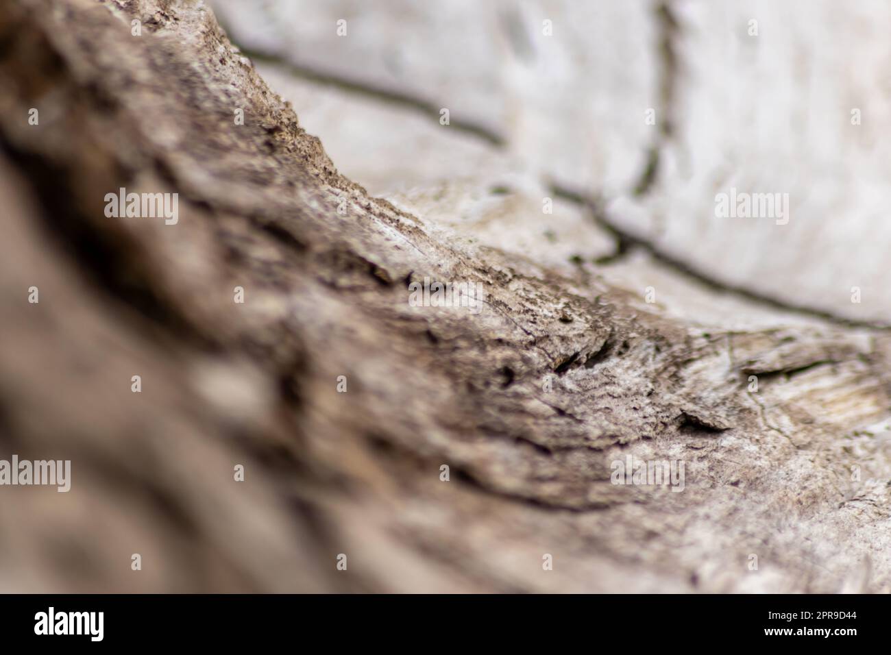 Natural figure of organic wooden grain shows tree details of hardwood ...