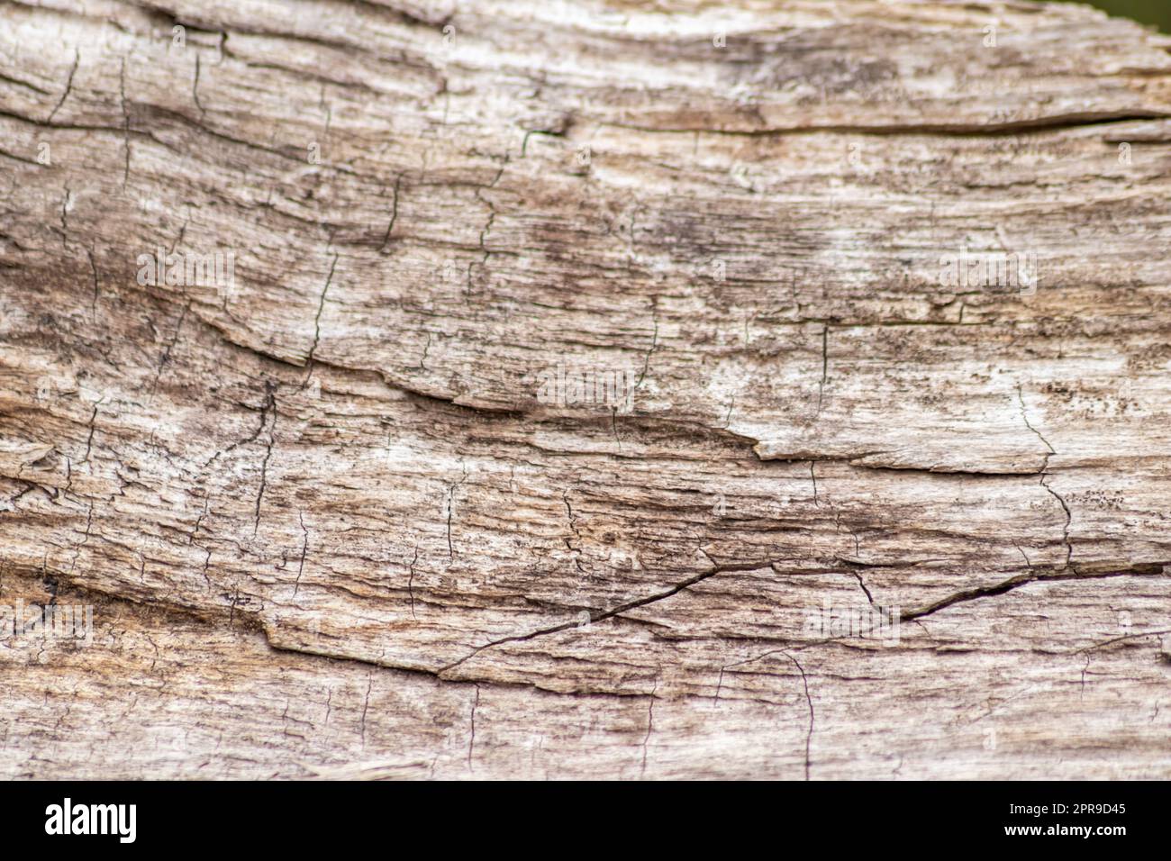 Natural figure of organic wooden grain shows tree details of hardwood ...