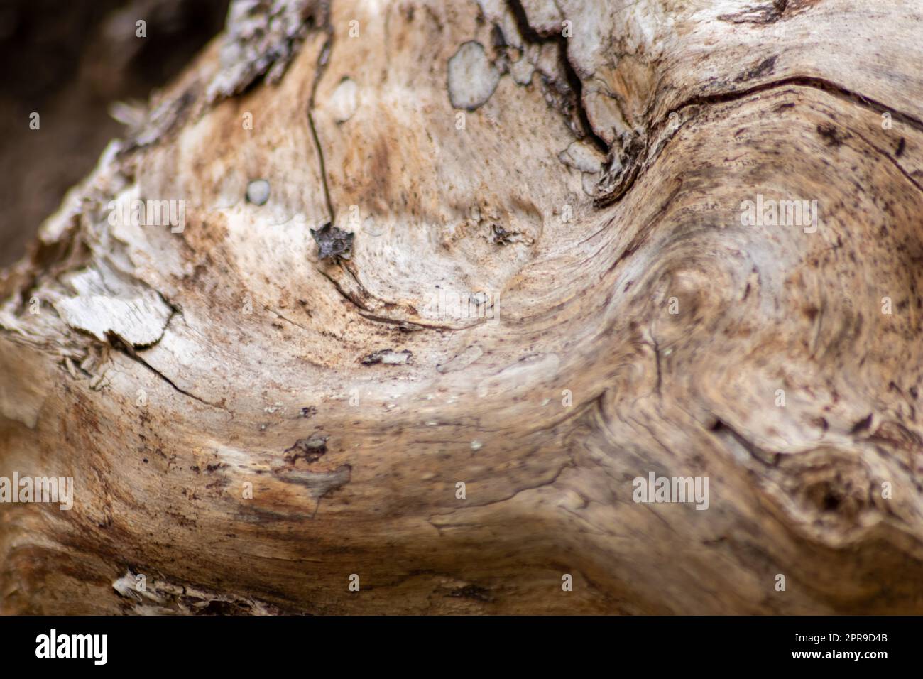 Natural figure of organic wooden grain shows tree details of hardwood ...