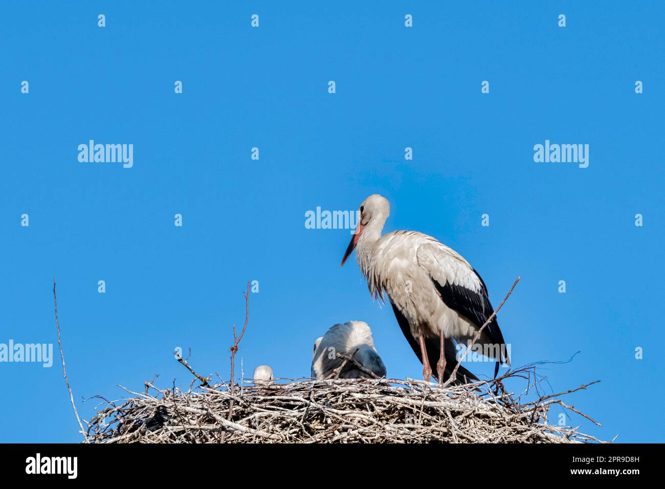 Wierzchucino hi-res stock photography and images - Alamy