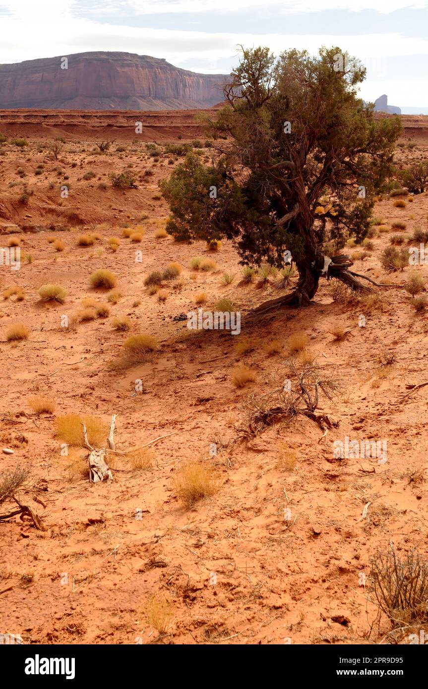 Juniper tree arizona hi-res stock photography and images - Alamy