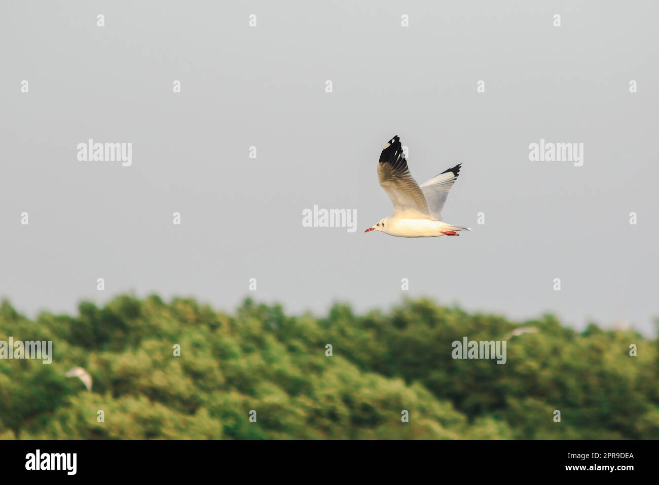 Large flying bird hi-res stock photography and images - Alamy