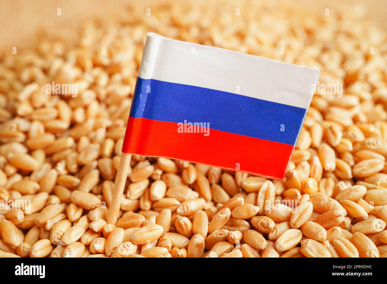Russia on grain wheat, trade export and economy concept Stock Photo - Alamy