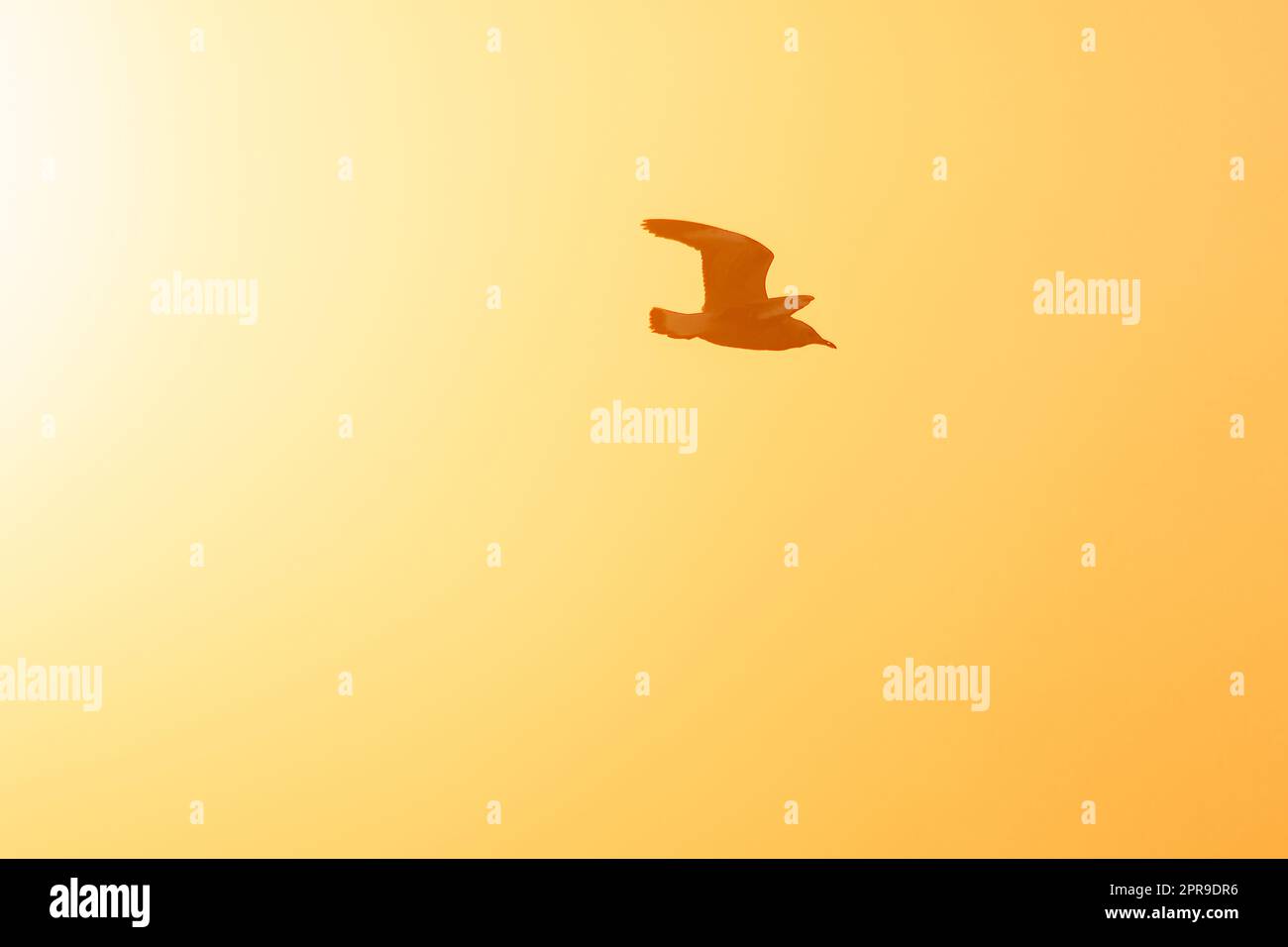 Silhouettes of seagulls flying in the sunset.Is a wetlands bird along ...