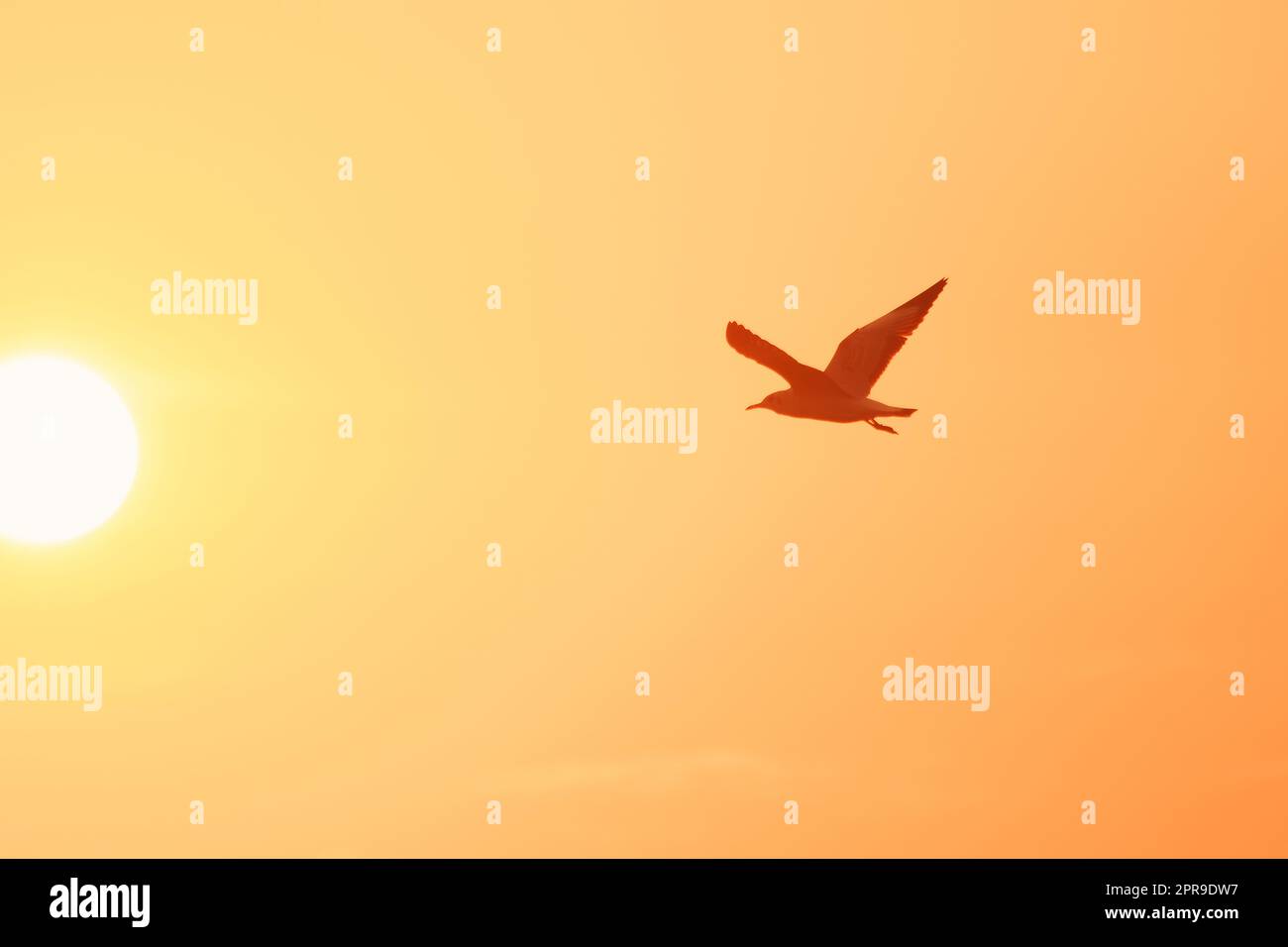 Silhouettes of seagulls flying in the sunset.Is a wetlands bird along ...