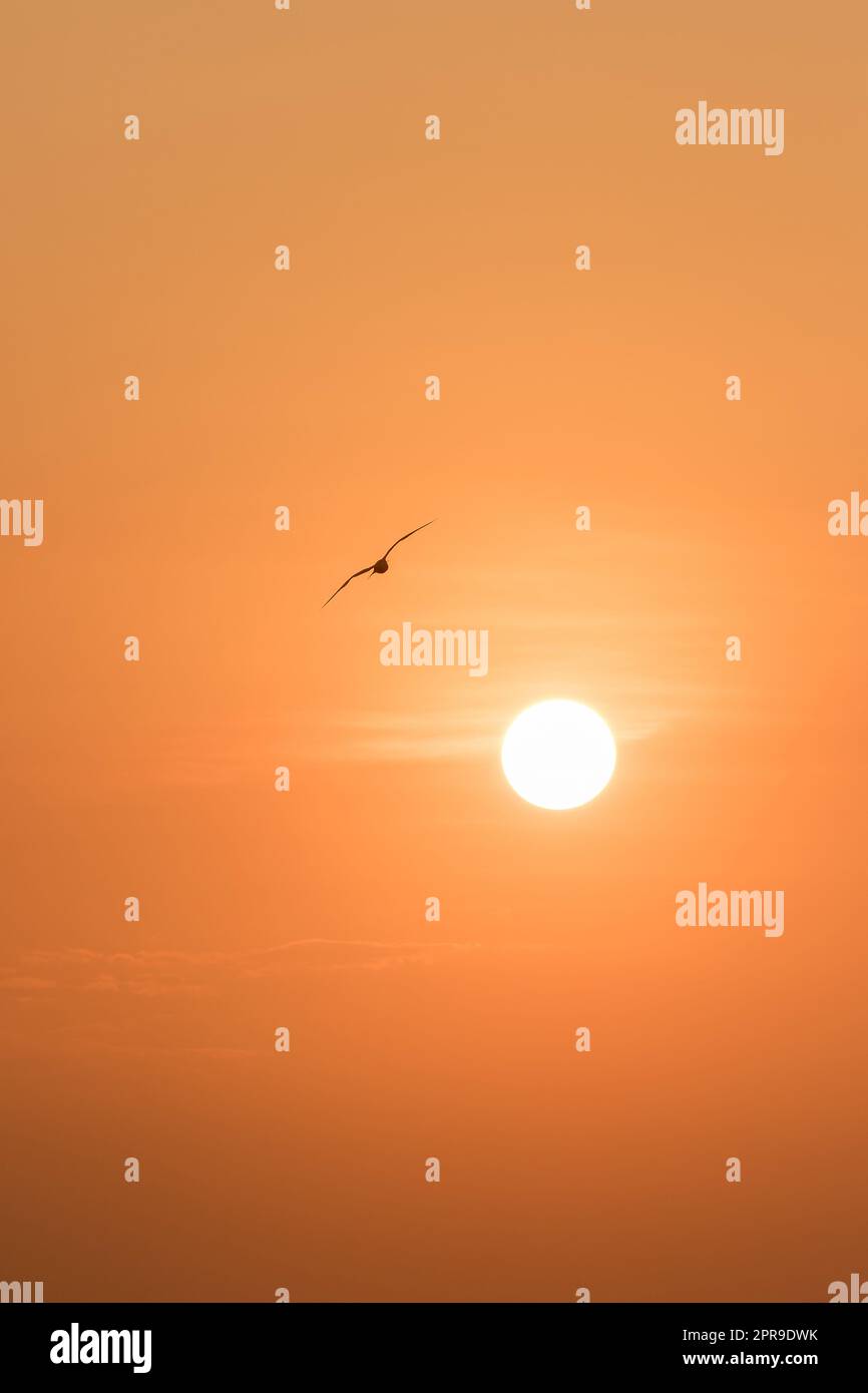 Silhouettes of seagulls flying in the sunset.Is a wetlands bird along ...