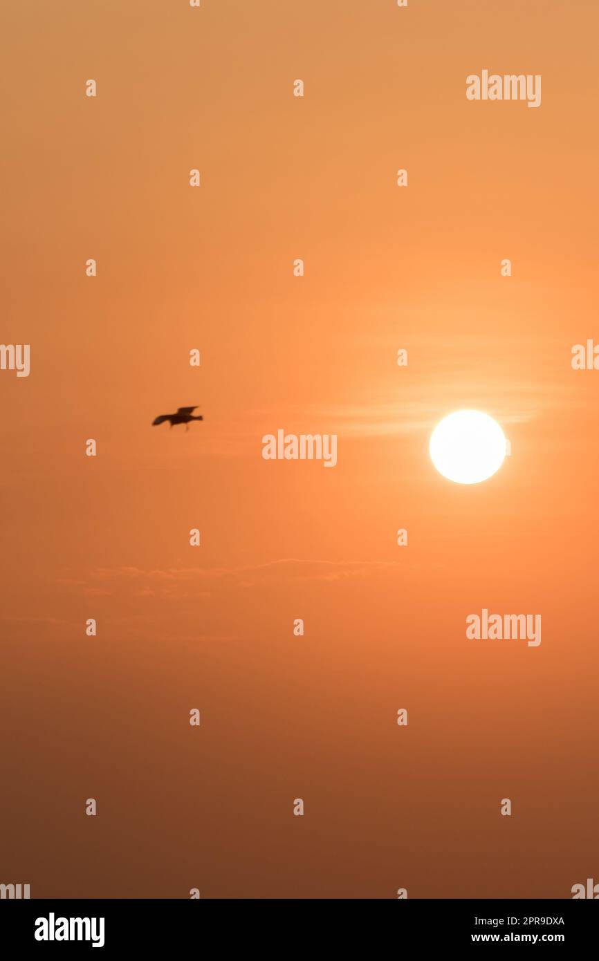 Silhouettes of seagulls flying in the sunset.Is a wetlands bird along ...