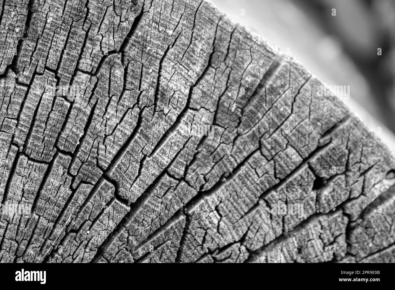 Natural figure of organic wooden grain shows tree details of hardwood ...