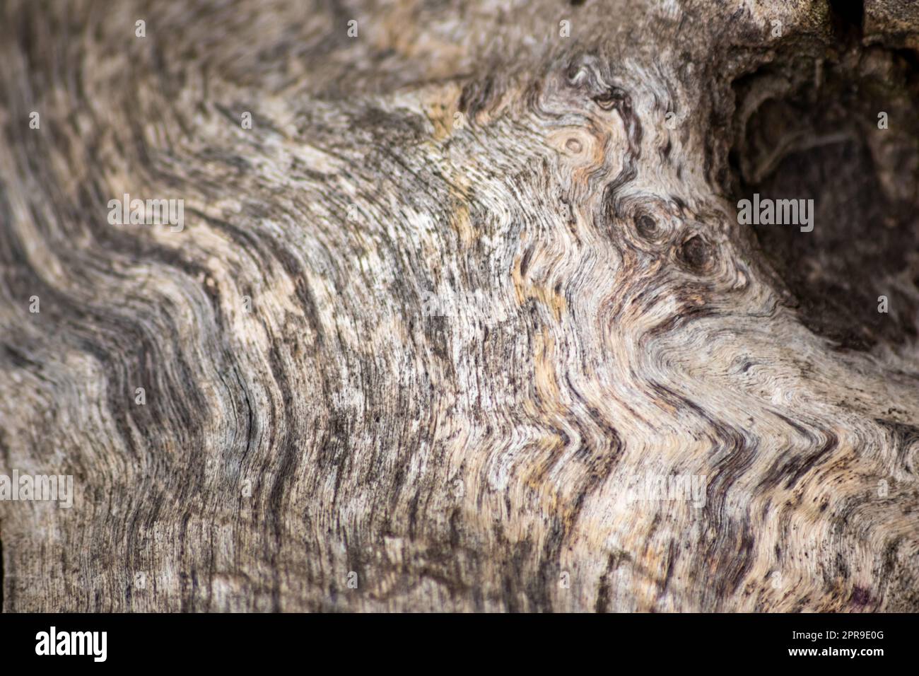 Natural figure of organic wooden grain shows tree details of hardwood ...