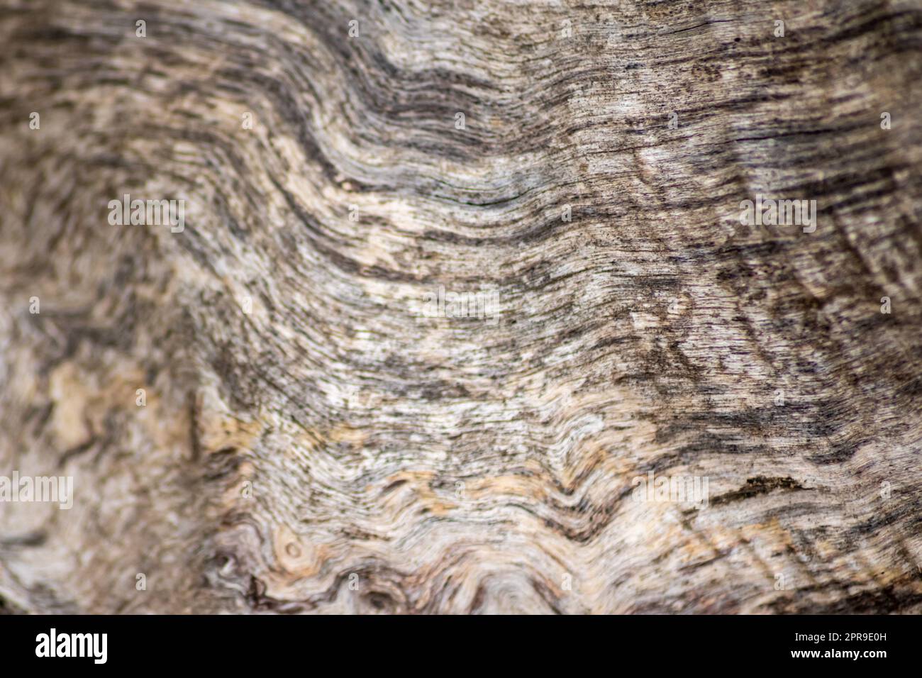Natural figure of organic wooden grain shows tree details of hardwood ...