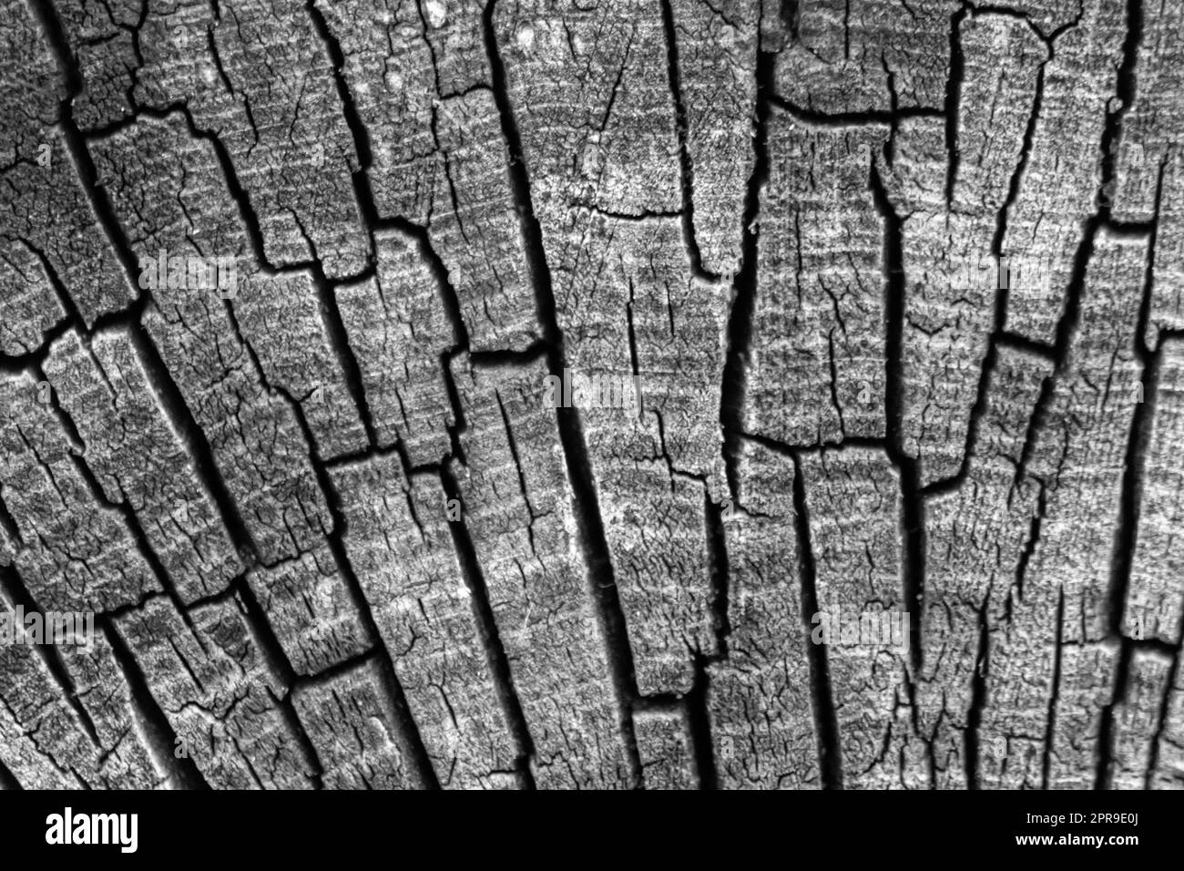 Natural figure of organic wooden grain shows tree details of hardwood ...