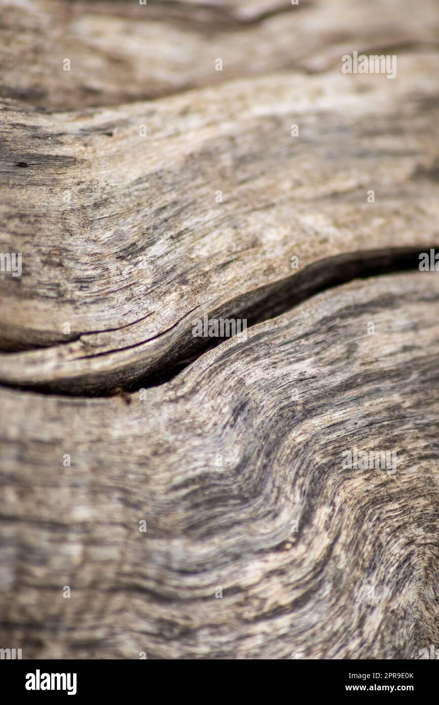 Natural figure of organic wooden grain shows tree details of hardwood ...