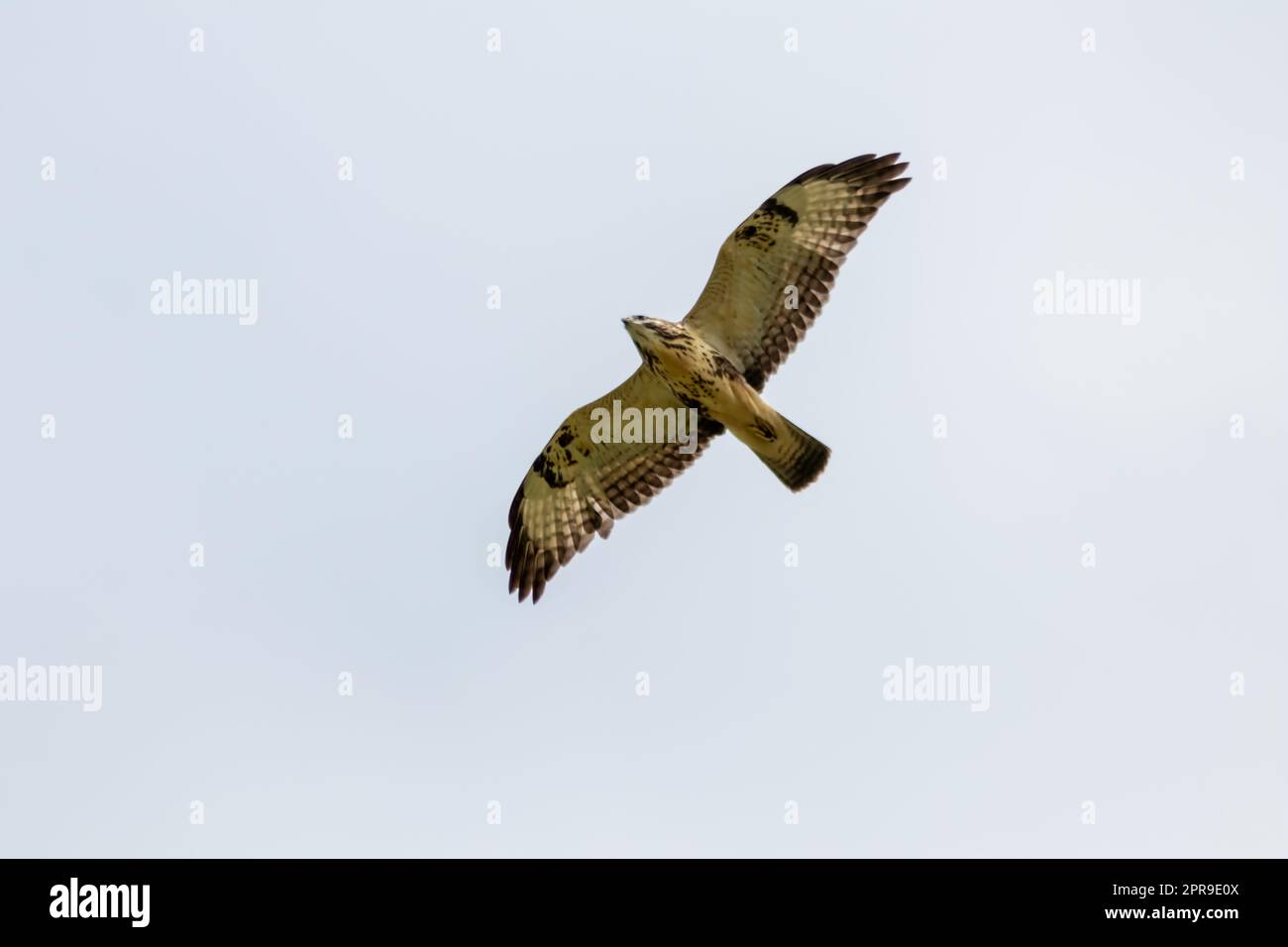 Mighty flying falcon with spreaded wings and brown feathers or golden ...