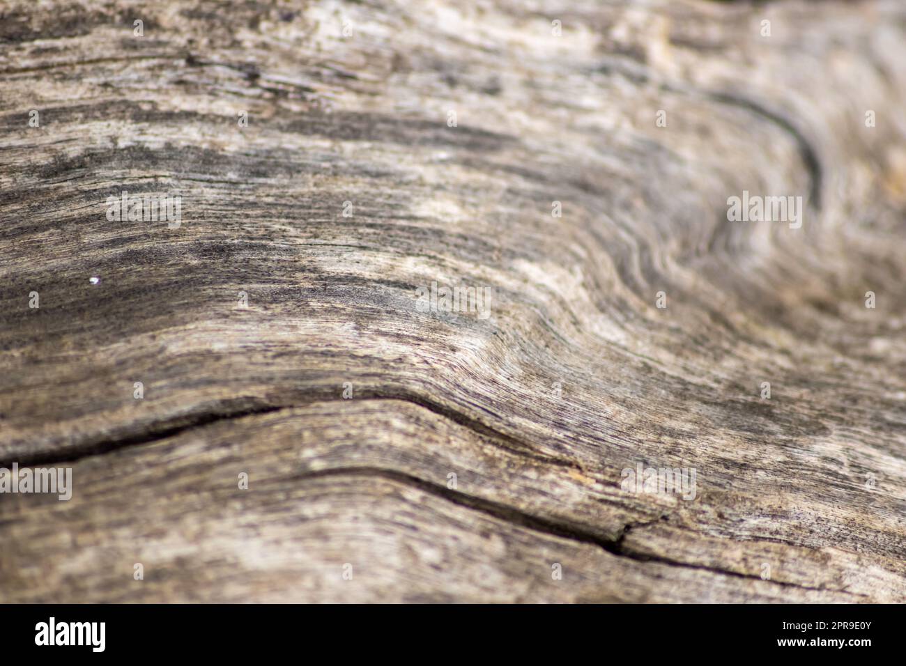 Natural figure of organic wooden grain shows tree details of hardwood ...