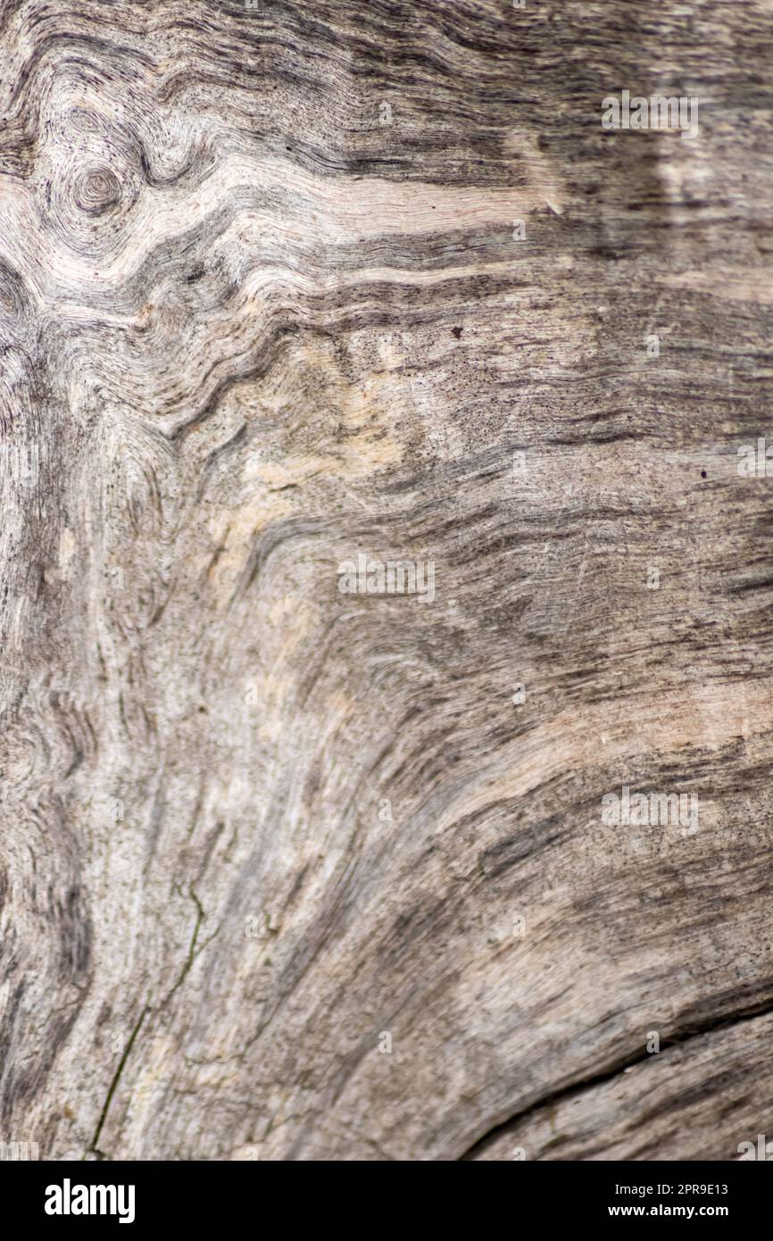 Natural figure of organic wooden grain shows tree details of hardwood ...