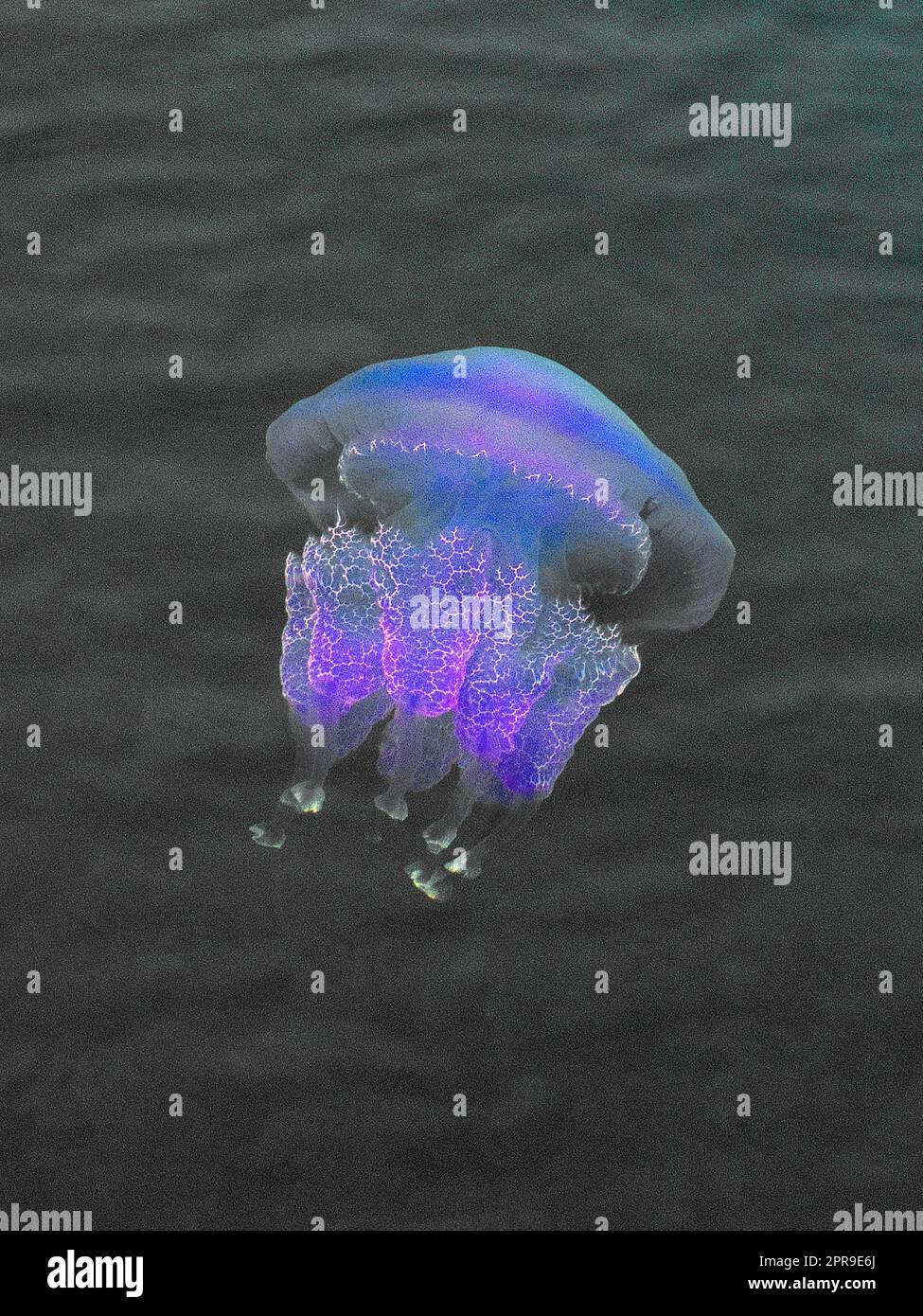 Greece, Catacolo - Jellyfish at the Katakolo jetty Stock Photo - Alamy Greece, Catacolo - Jellyfish at the Katakolo jetty Stock Photo - Alamy