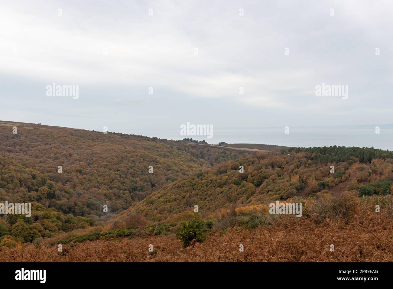 Landscape photo of the autumn colours at Horner woods in Exmoor ...