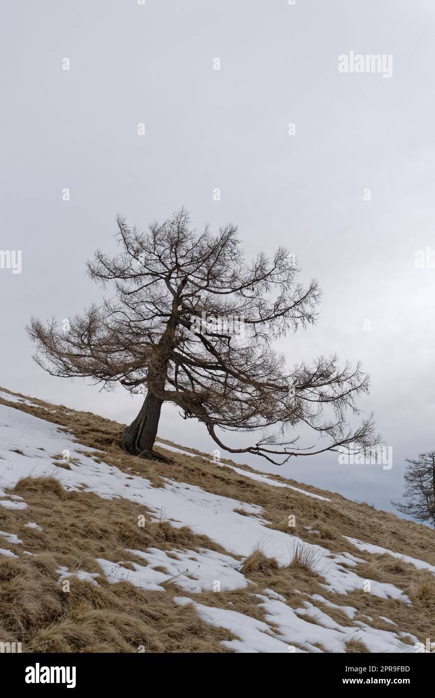 The lonely tree Stock Photo - Alamy