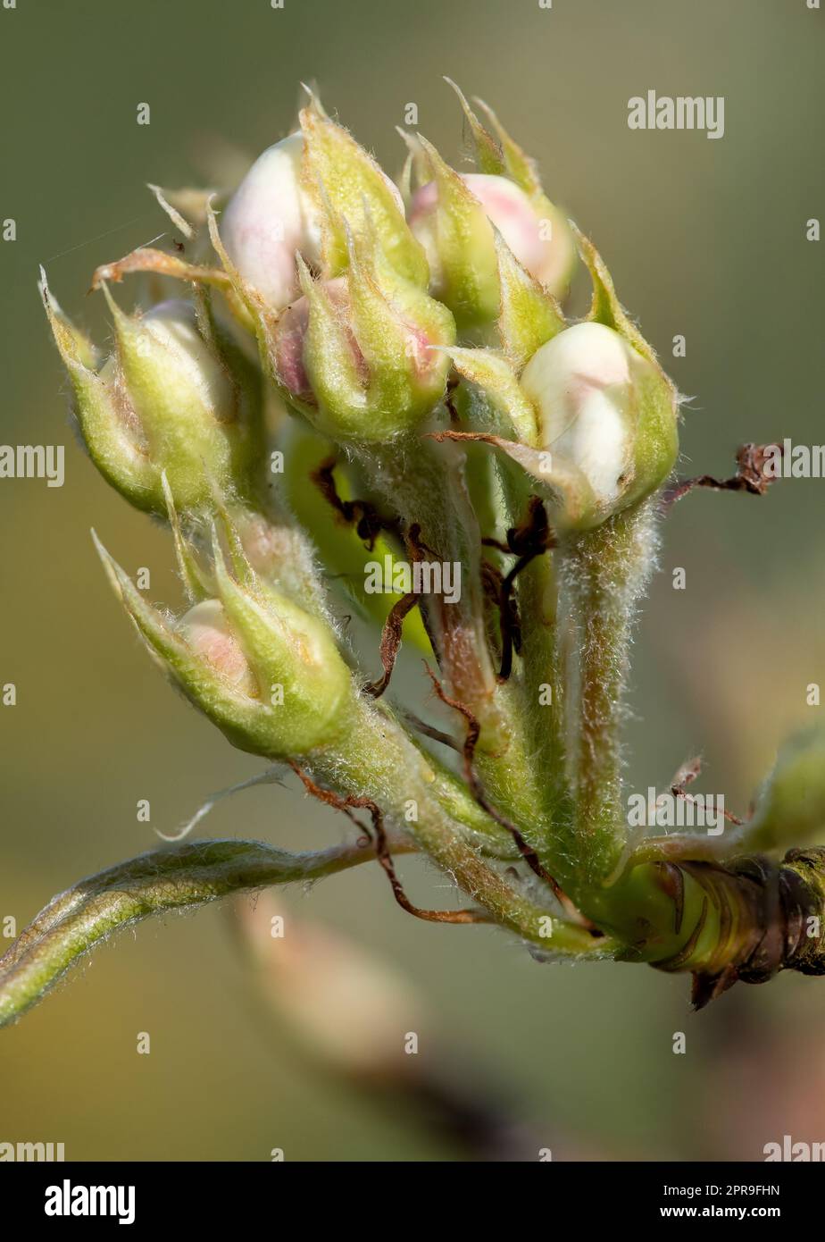 Pear tree buds pyrus communis hi-res stock photography and images - Alamy