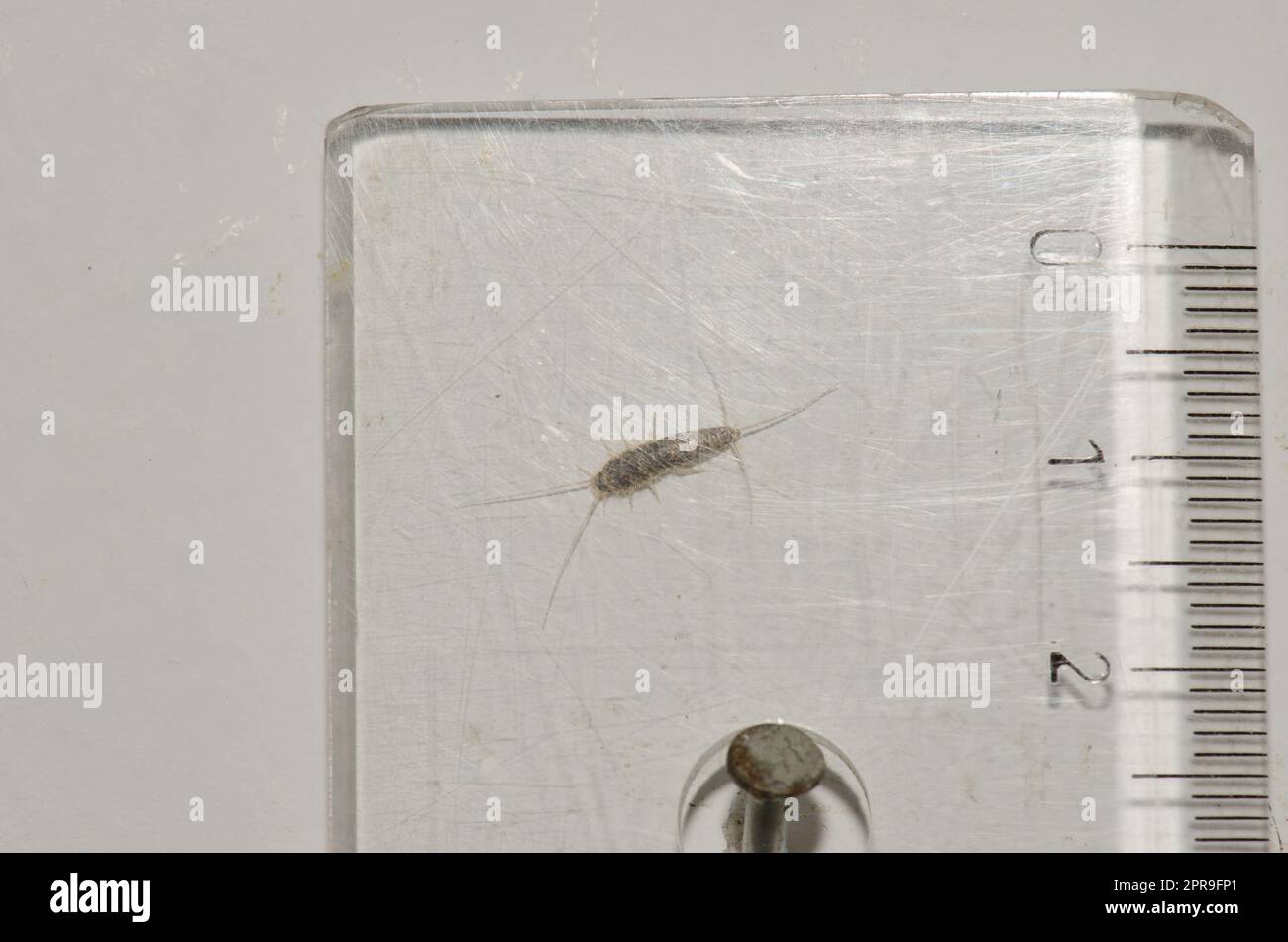 Young silverfish Lepisma saccharinum Stock Photo - Alamy