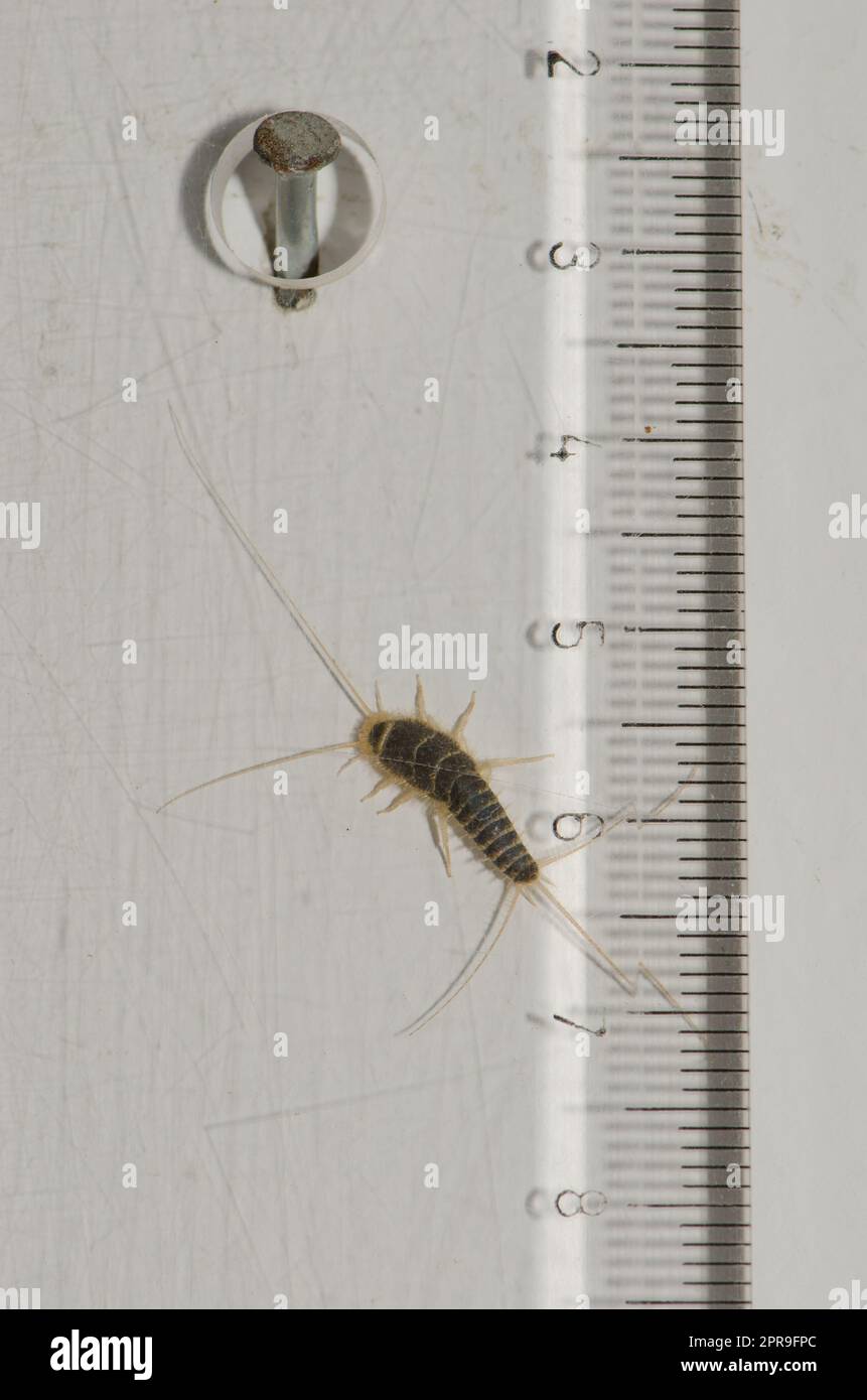 Young silverfish Lepisma saccharinum Stock Photo - Alamy