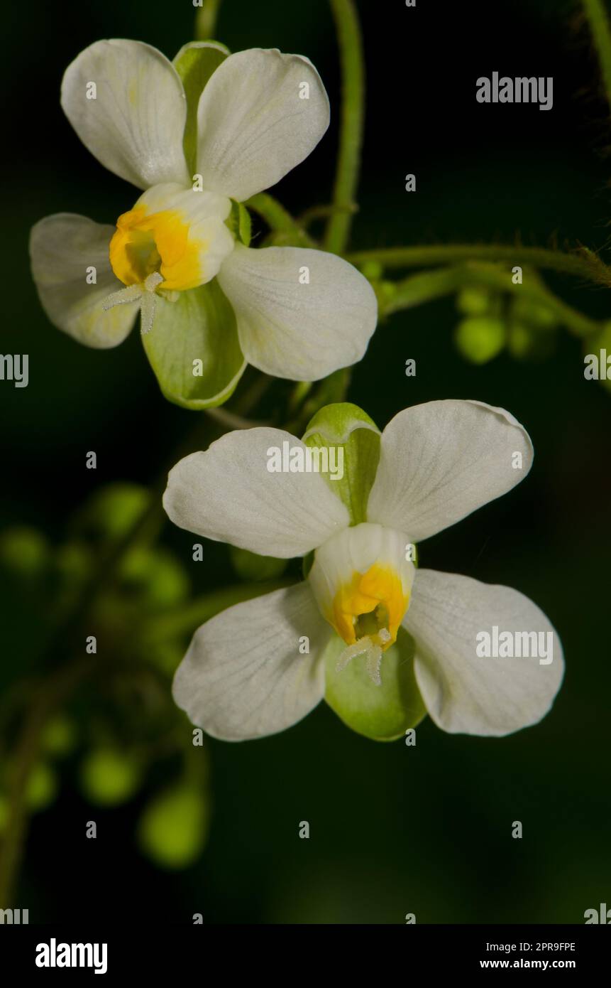 Two flowers hi-res stock photography and images - Alamy